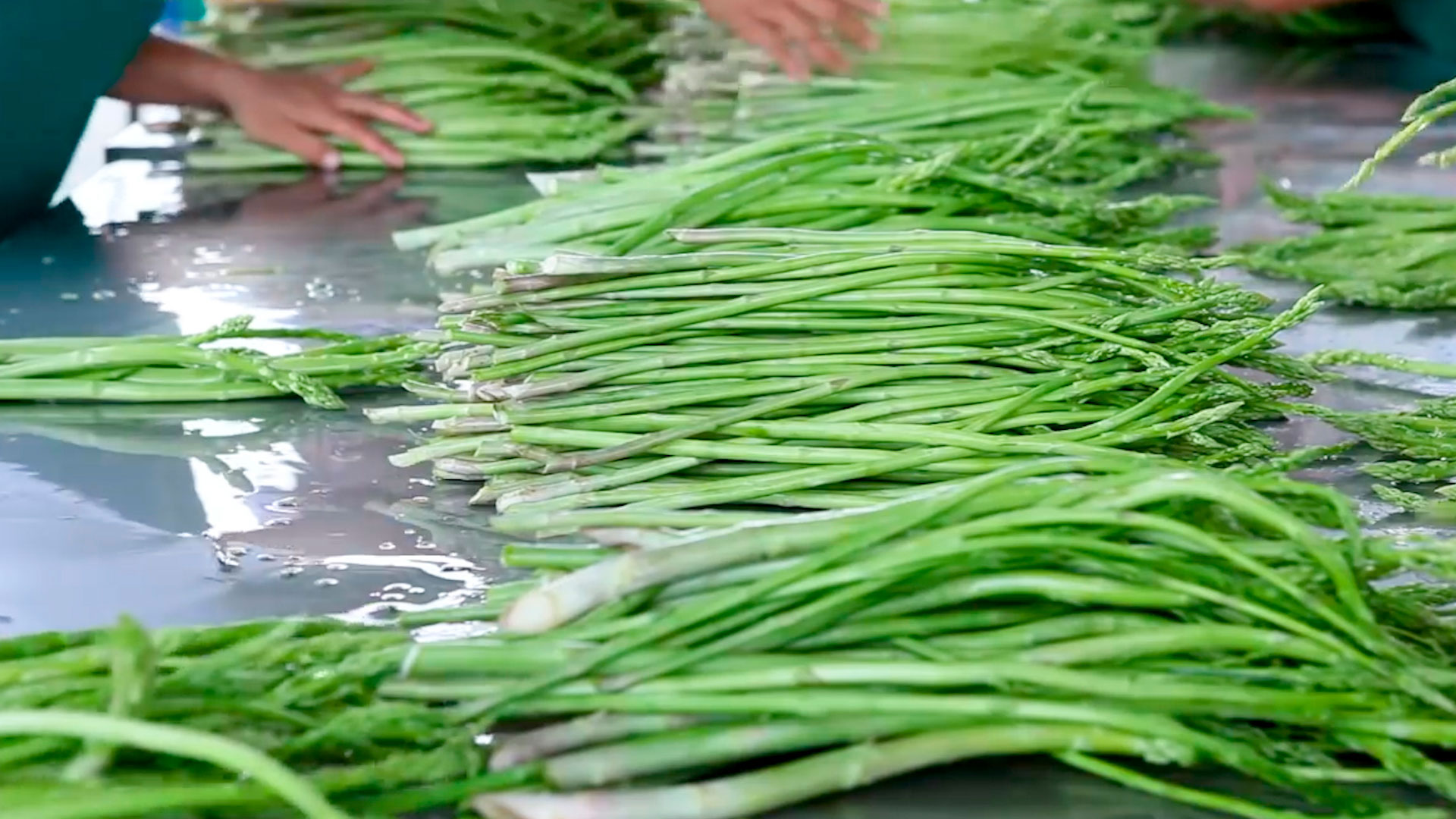 Espargos - Culturas Emergentes