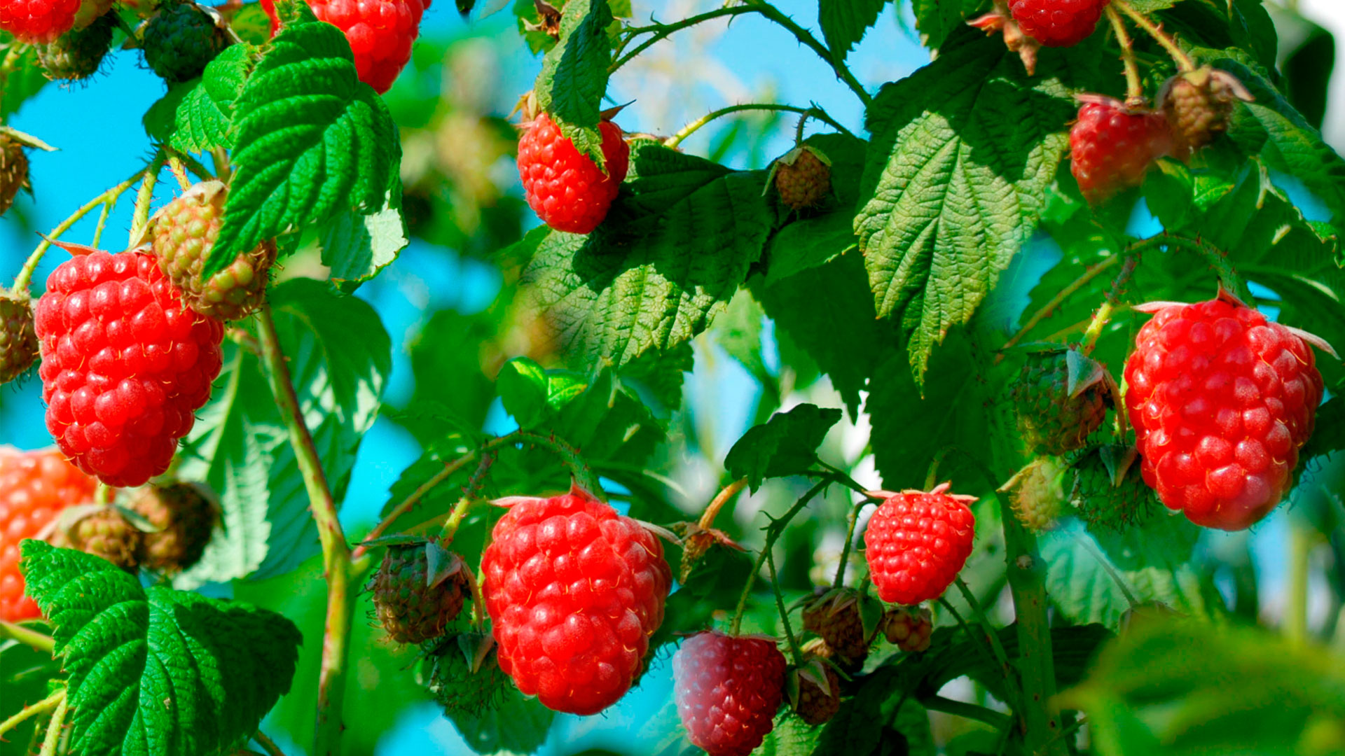 Framboesa - Culturas Emergentes