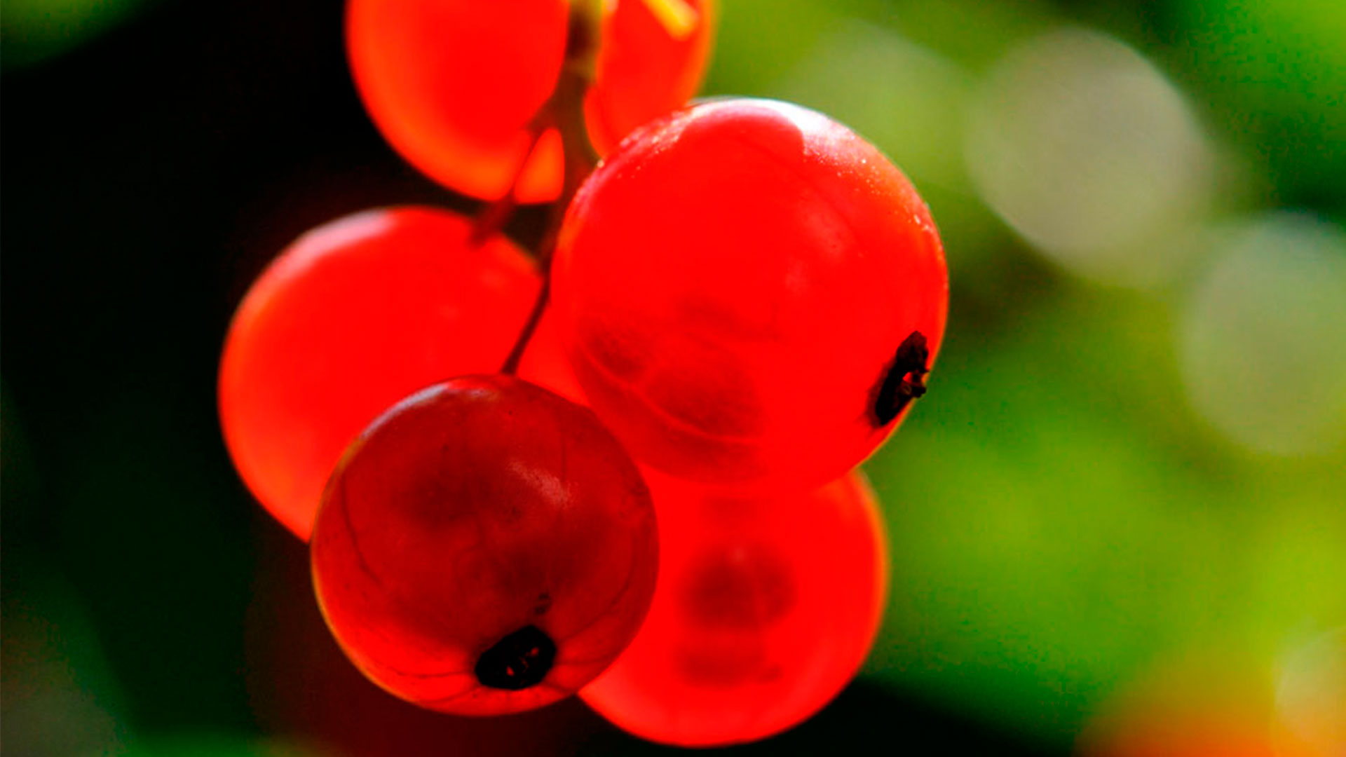 Groselha - Culturas Emergentes