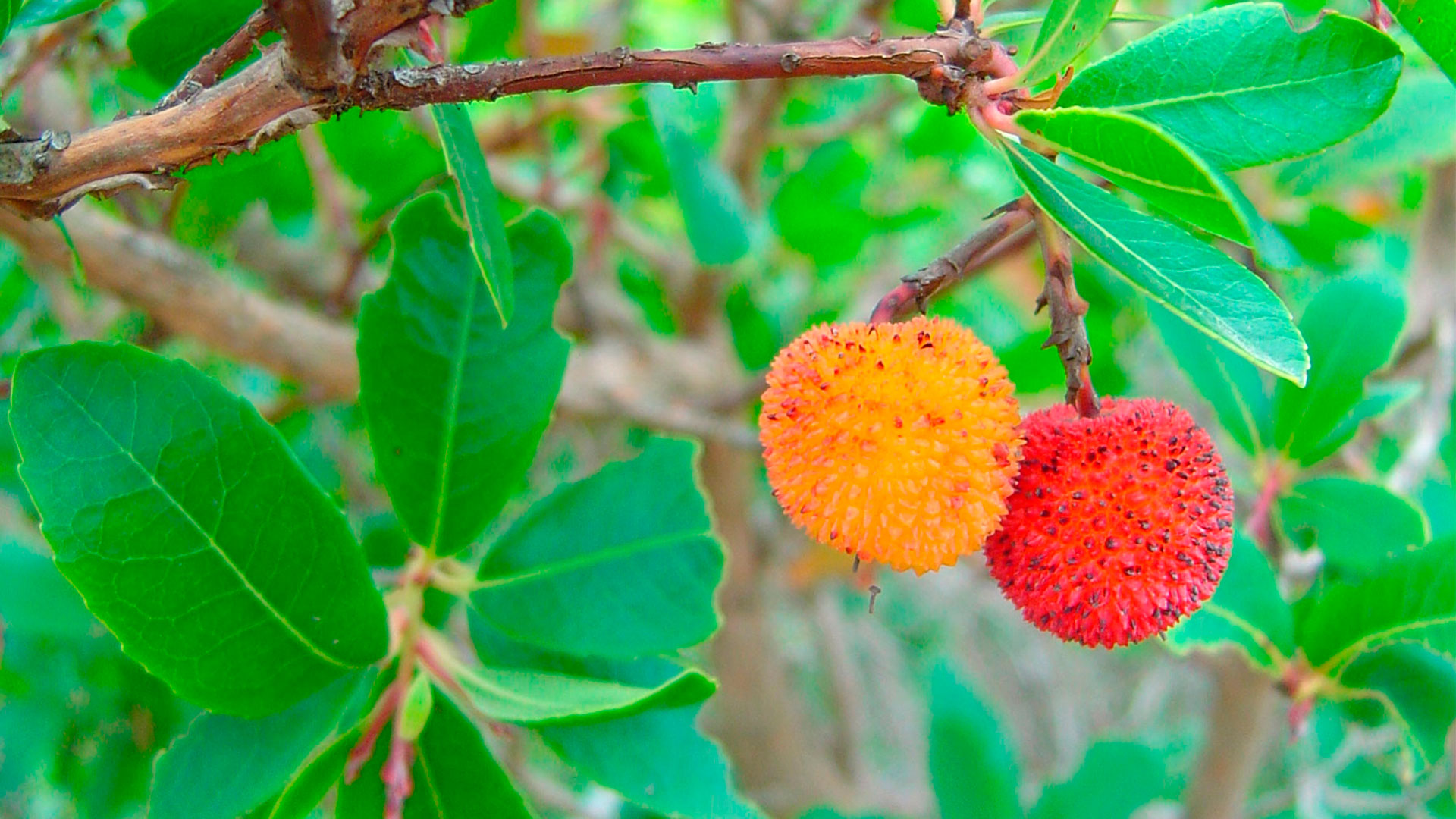 Manual Competitividade E Mercados Medronho - Culturas Emergentes