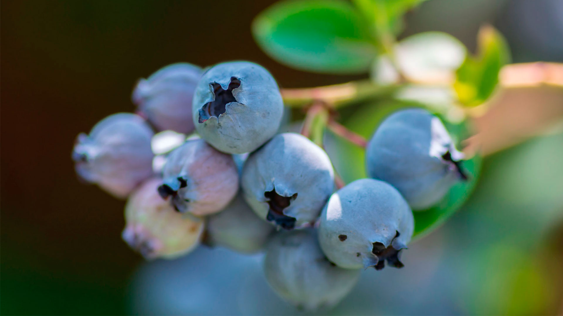Mirtilo - Culturas Emergentes
